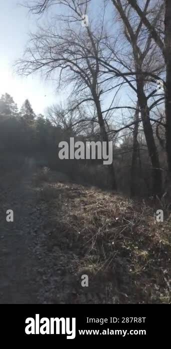 vertical video in high resolution. walk in the forest. path between ...