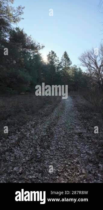 vertical video in high resolution. walk in the forest. path between trees. hiking. natural ...