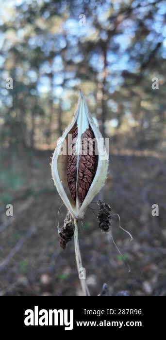 vertical high definition video. Syrian cottonweed, Aesculapian grass ...