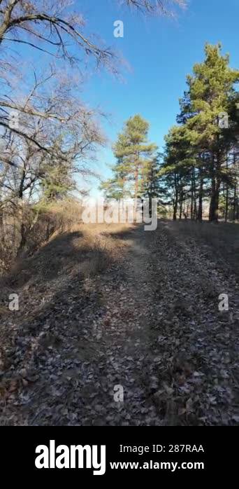 vertical video in high resolution. walk in the forest. path between trees. hiking. natural ...