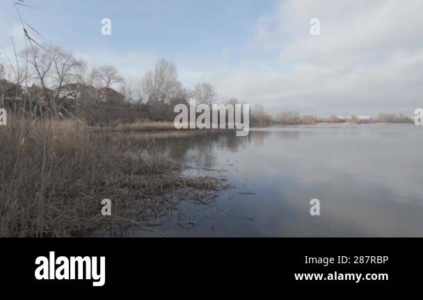 landscape on the river bank with reeds and trees. old trees on the ...