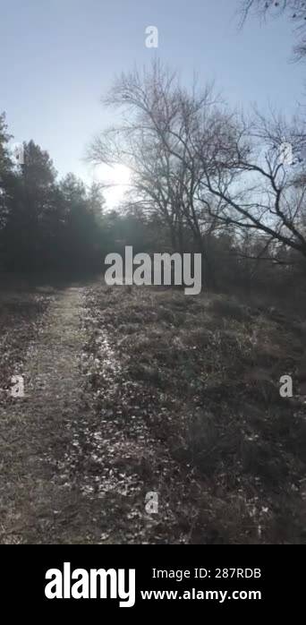 vertical video in high resolution. walk in the forest. path between trees. hiking. natural ...