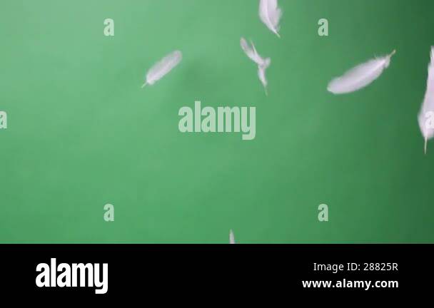 Slow Motion of white feathers or bird wings falling against green ...
