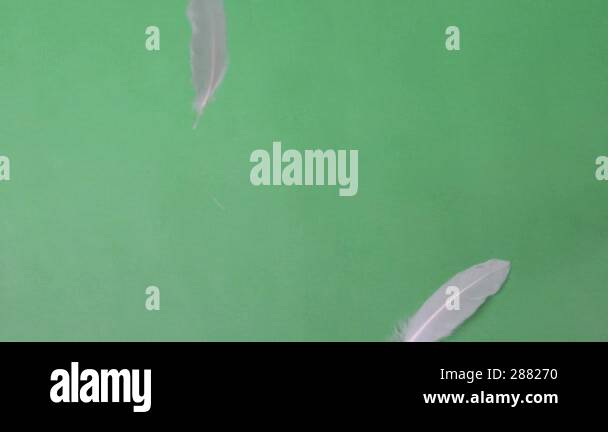 Slow Motion of white feathers or bird wings falling against green ...