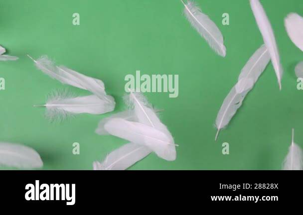 Slow Motion of white feathers or bird wings falling against green ...