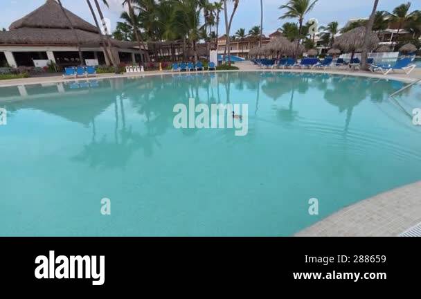 4k video of a duck swimming in a pool at a resort in Punta Cana ...