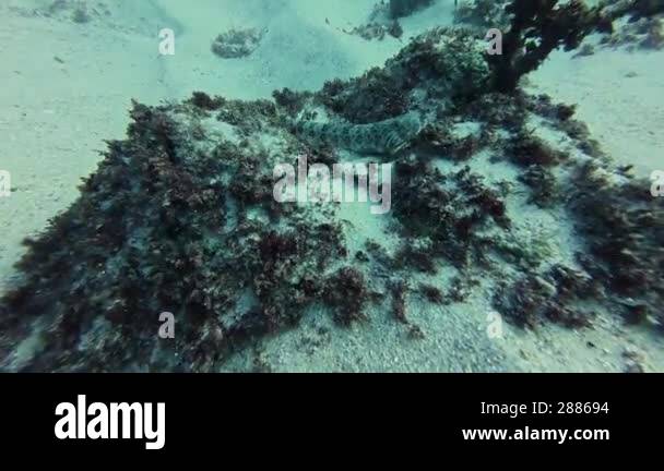 4k video of a Sand Diver (Synodus intermedius) in Punta Cana, Dominican ...