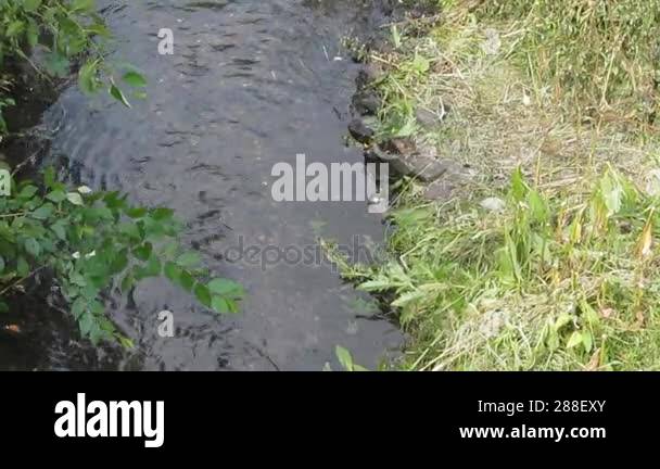 Beautiful, clear water stream runs alongside the bank with dry ...