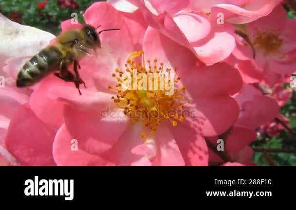 The bee circling over the beautiful pink flower of the wild rose and ...