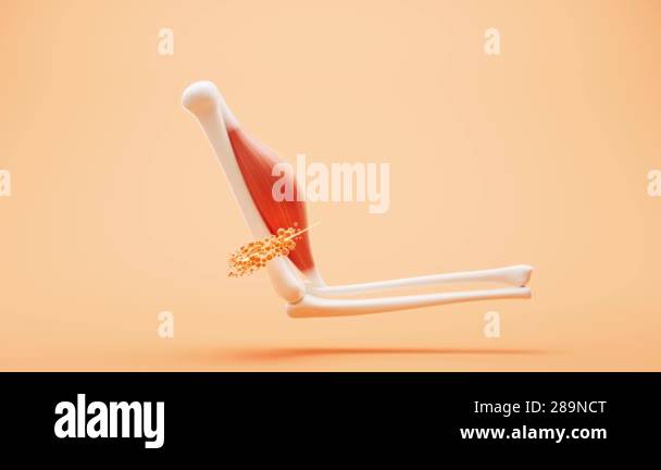 Muscle structure, medical concept visualization, 3d rendering Stock ...