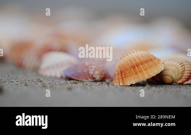 Summer vibes seashells ocean Stock Videos & Footage - HD and 4K Video ...
