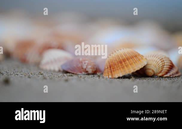 Slow-motion footage of orange seashells on the beach, with waves gently ...