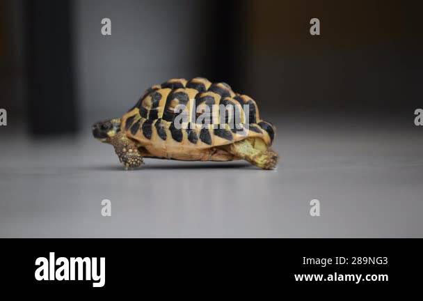 Charming Greek tortoise slowly exploring indoors, a heartwarming slow ...