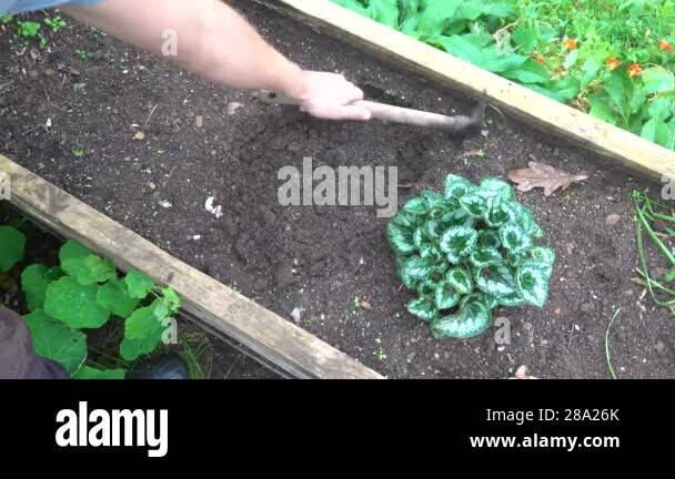 Professional gardener carefully removing invasive weeds from rich garden soil using traditional ...