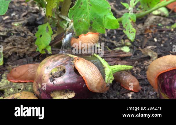 Slugs consuming and crawling over decaying, rotten eggplant while ...