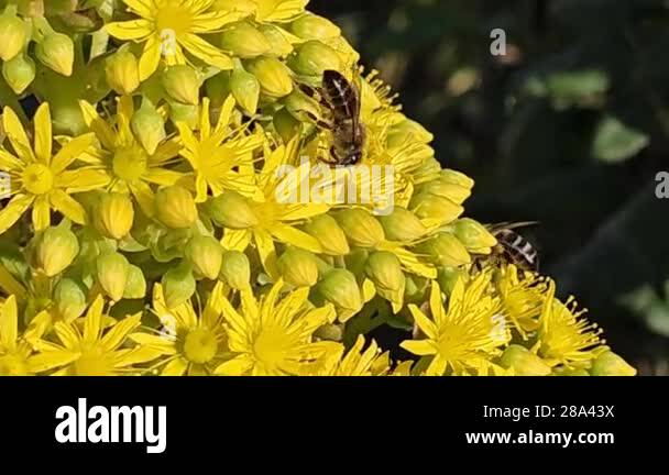 Pollen beetles Stock Videos & Footage - HD and 4K Video Clips - Alamy