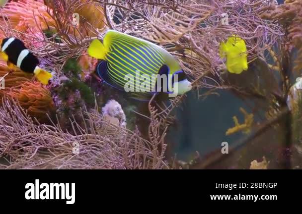 beautiful colorful fish in aquarium colorful beautiful marine aquarium ...