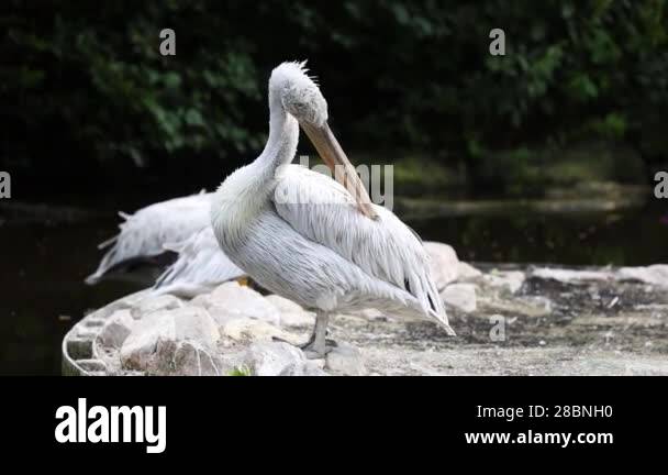white pelican in the zoo bird large spicy ancient animal world Stock ...