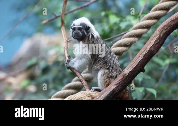 monkey in the zoo cotton top tamarin dwarf monkey ape video selective ...