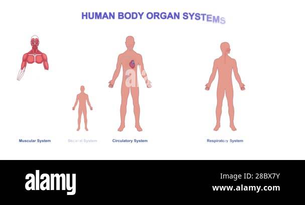 Human body structure diagram Stock Videos & Footage - HD and 4K Video ...