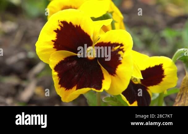 Yellow pansy bud flower. Spring garden. Pansies plant. Petal Stock ...