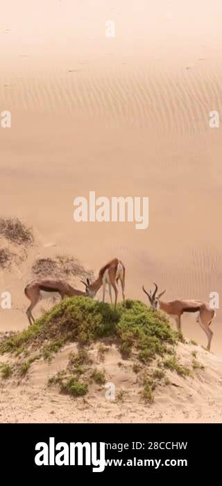Video of a group of springboks with horns in on a sand dune in Namib ...