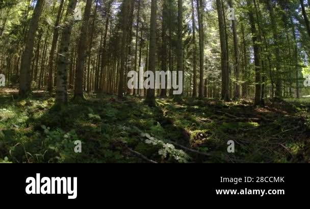 Tracking shot through a dense forest with ground vegetation and ...
