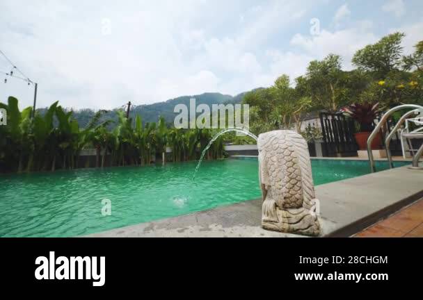 Mountain lion swimming pool Stock Videos & Footage - HD and 4K Video ...