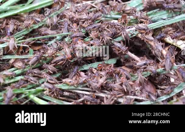 Many crickets in a insect farm in Dalat, Vietnam, close up Stock Video ...