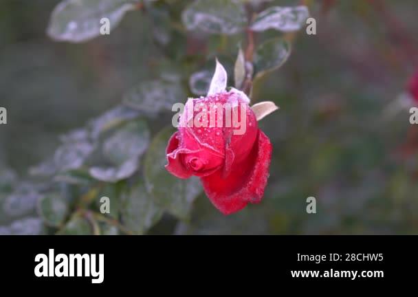 Red rose flower in the first frost, close up. Rose covered with ...