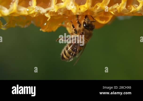 Working bee on honeycomb, close up. Colony of bees in apiary ...
