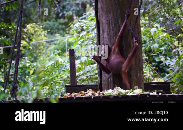 A wild endangered orangutan in the rainforest of island Borneo ...