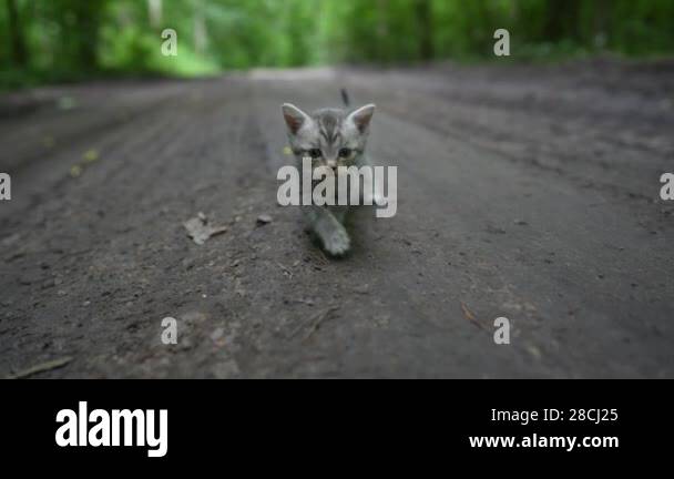 Little kitten runs along a dirt road in the forest. Cute kitten at one ...