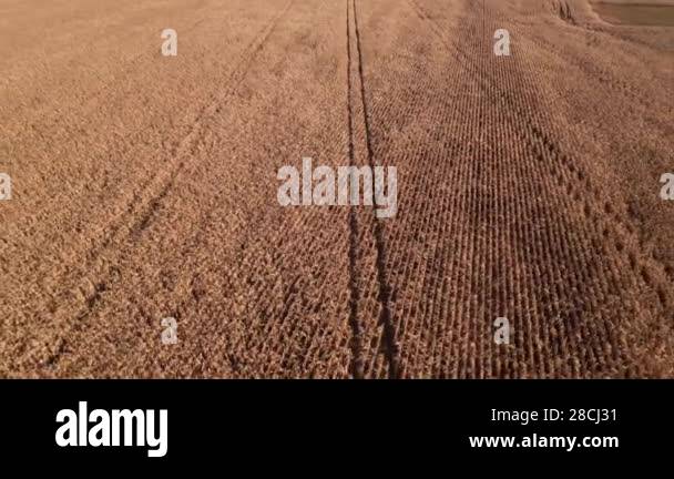 Flying over dry corn field, top view, Ukraine, Europe. Aerial view of ...