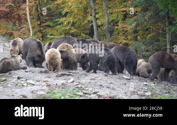 Group of big brown bears in the Carpathian mountains during dawn on a ...