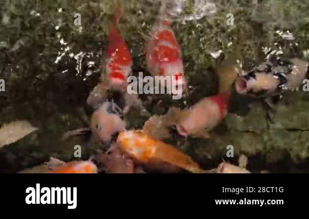A large group of colorful Koi Fish, or Nishikigoi, or Amur carp, actively playing in the water ...