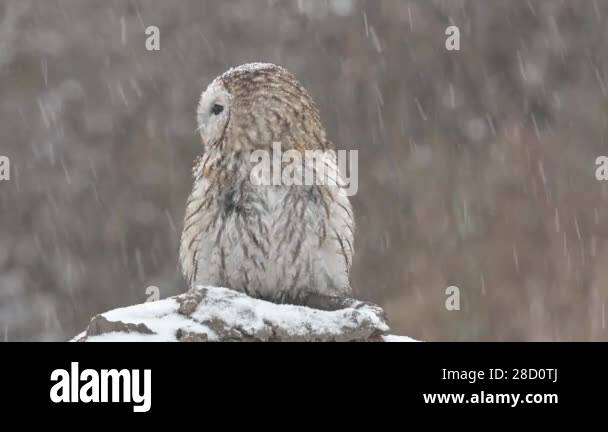 Tawny owl strix aluco young bird Stock Videos & Footage - HD and 4K ...
