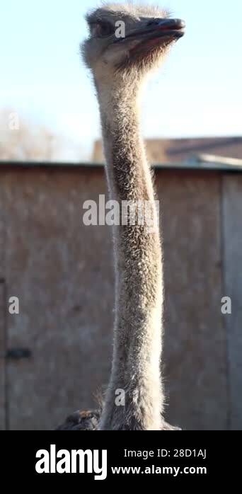 Ostrich pose Stock Videos & Footage - HD and 4K Video Clips - Alamy