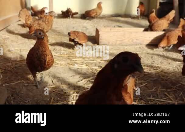 A lively flock of freerange chickens happily enjoys their natural ...