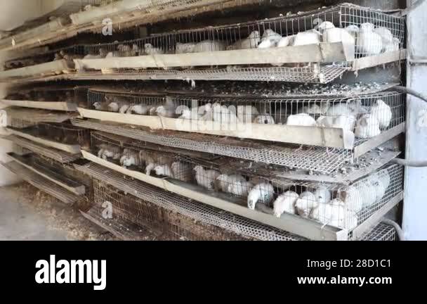 Battery cages chickens Stock Videos & Footage - HD and 4K Video Clips ...