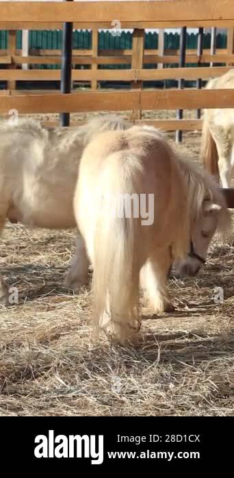 A cute and playful miniature horse is happily enjoying some fresh hay ...