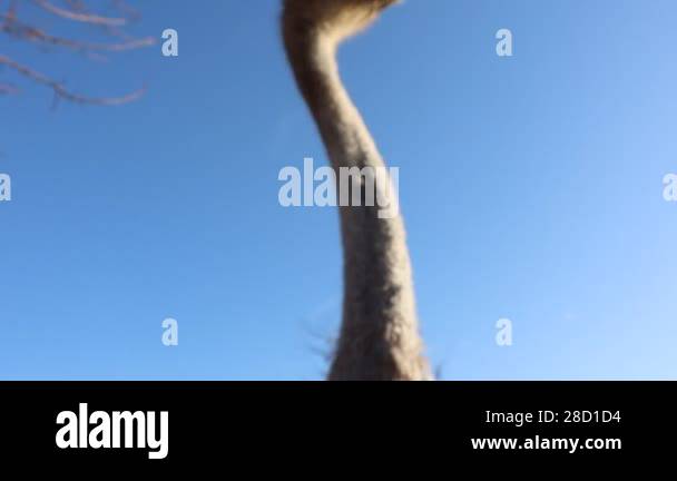 A breathtaking and unique perspective of a tall tree stretching ...