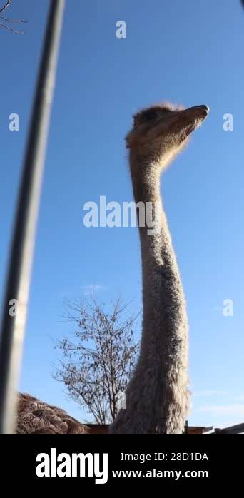 A tall and elegant ostrich stands gracefully beneath a bright blue sky ...