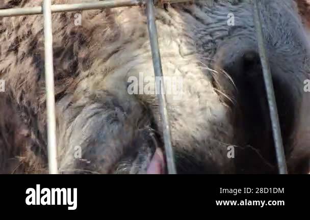 A highly detailed, intimate closeup of an animals face is clearly ...