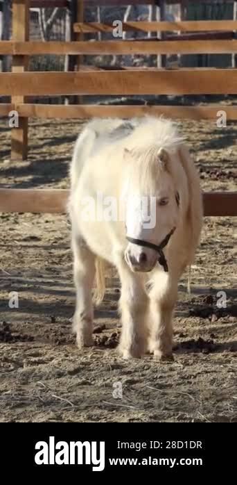 A delightful and charming white miniature pony is trotting happily in a ...