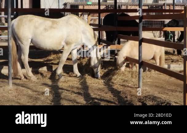 In a charming rustic stable, two horses, one with a light color and the ...