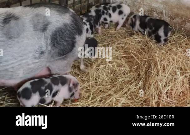 A mother pig is gently nursing her adorable little piglets in their ...
