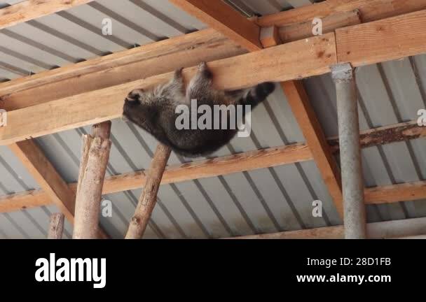 A truly captivating sloth is hanging upside down from wooden beams in a ...