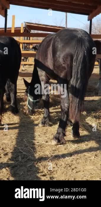 Rustic stable setting Stock Videos & Footage - HD and 4K Video Clips ...