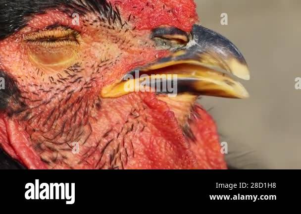 Unique poultry breed Stock Videos & Footage - HD and 4K Video Clips - Alamy